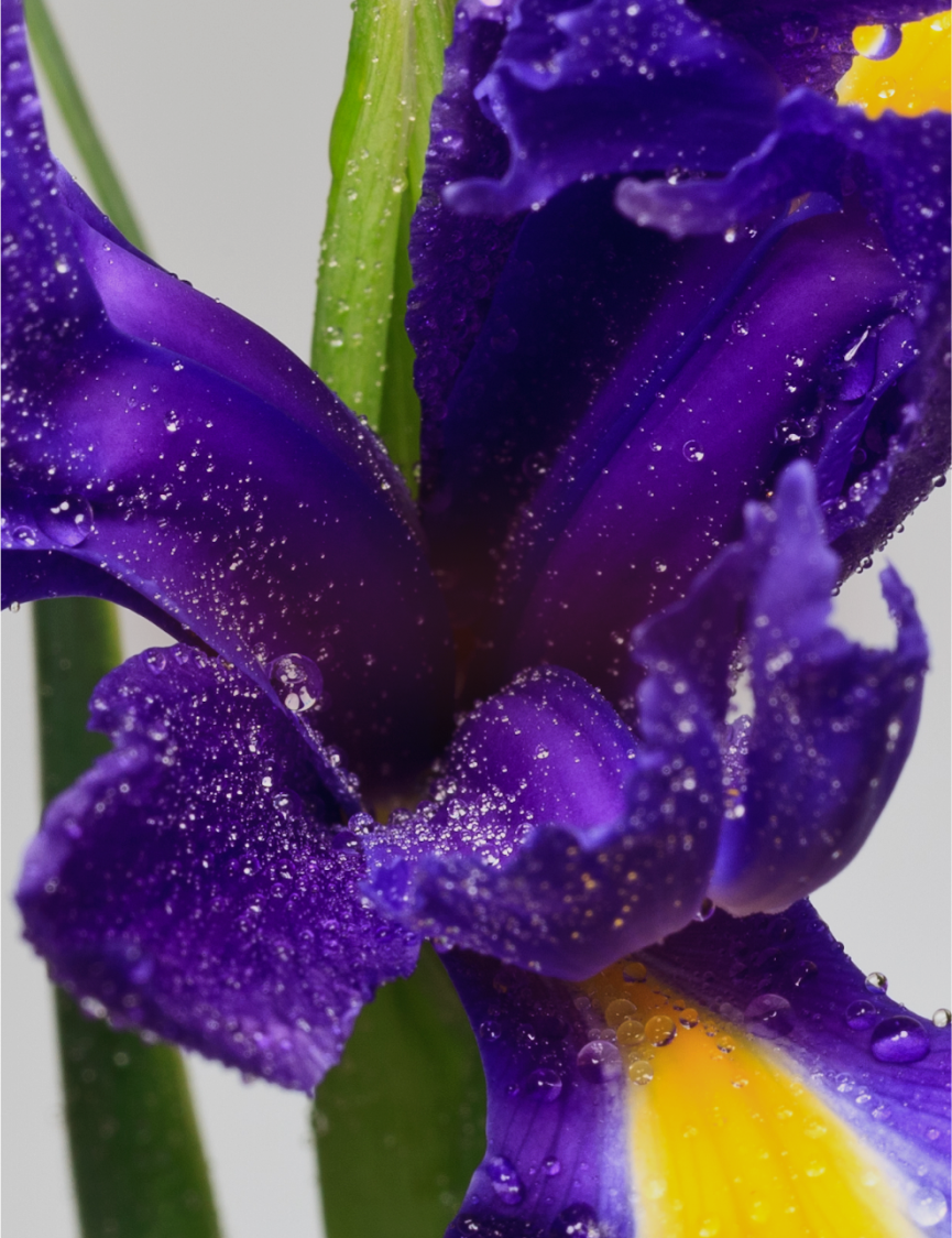 CRUSHED FRUITS – Régime des Fleurs