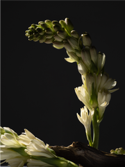 TÓOR-TÓOR – Régime des Fleurs